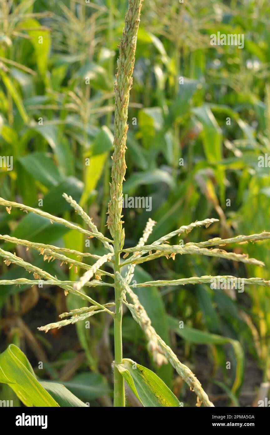 On the farm field blooms panicle corn Stock Photo - Alamy