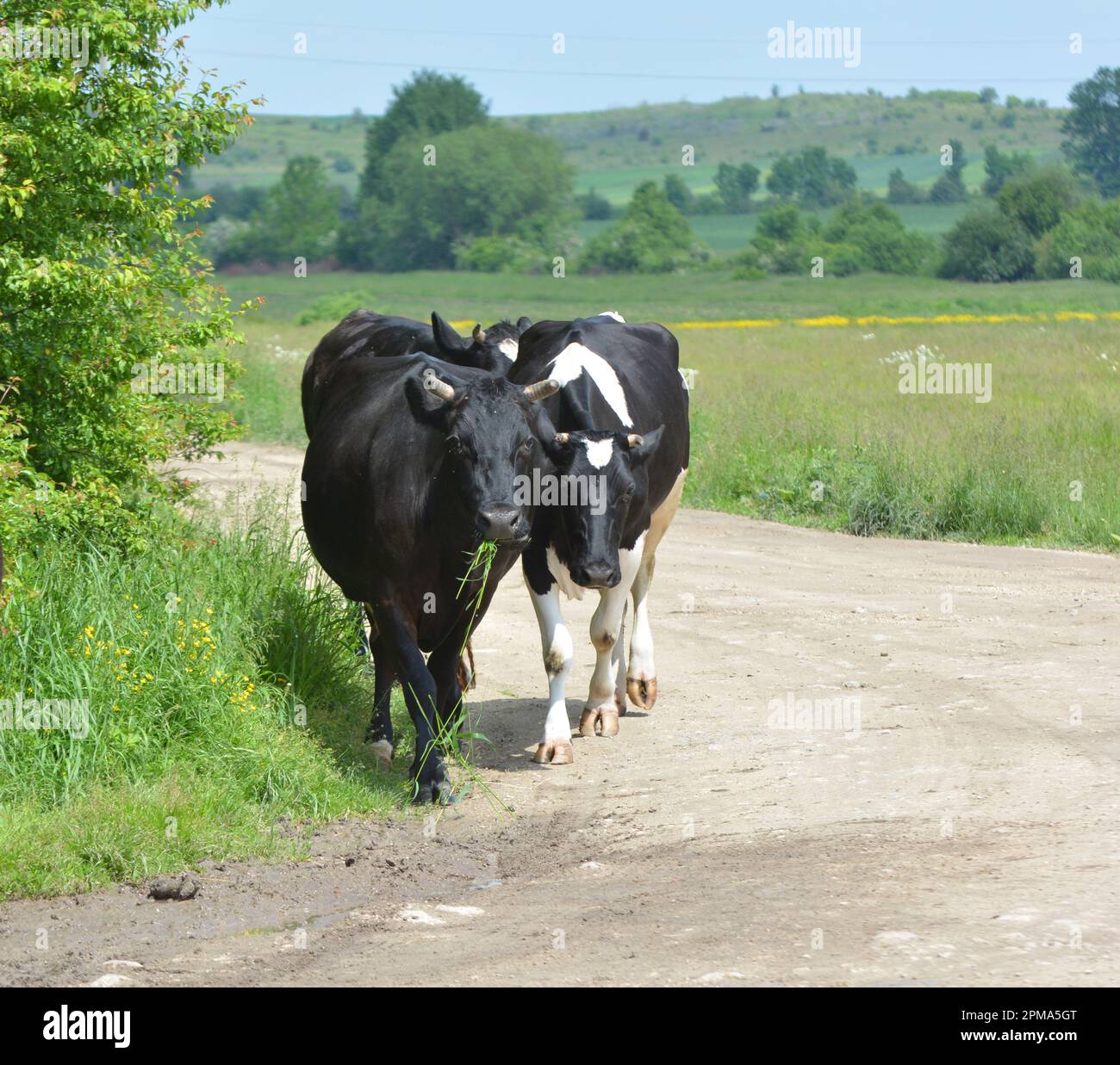 On a village street, cattle from a private farm return home from ...