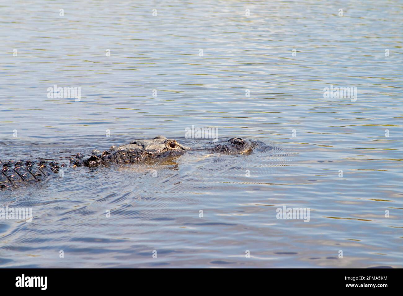 An alligator slides across the water in the Florida Everglades while ...