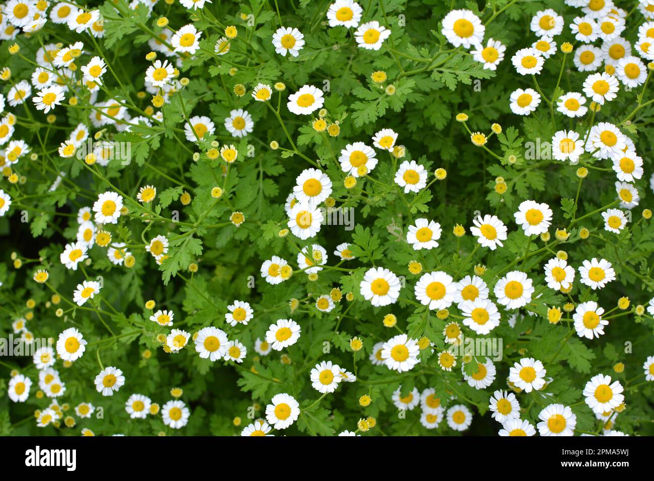 In summer, Tanacetum parthenium blooms in nature Stock Photo - Alamy