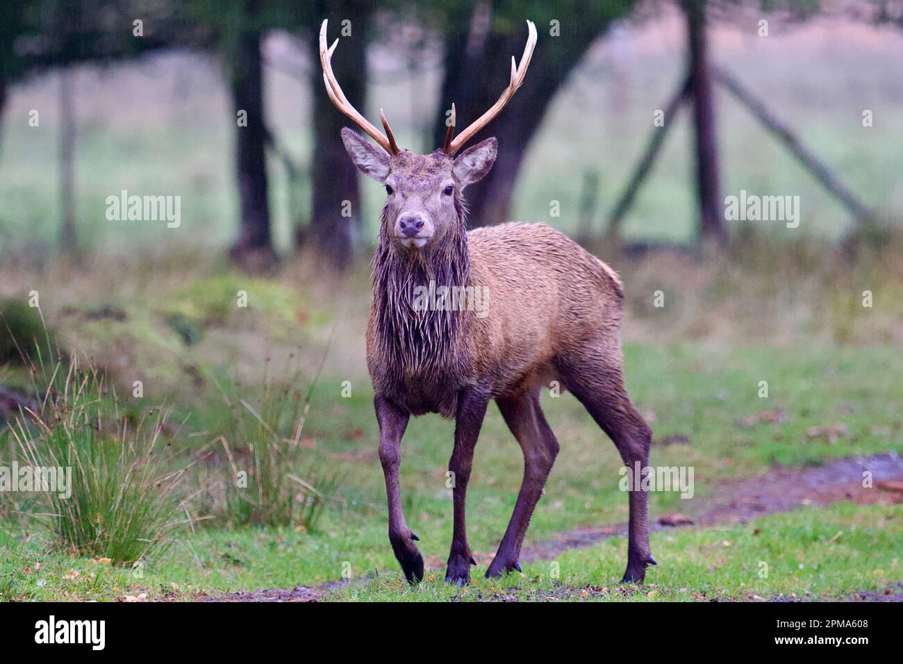 red deer in the scottish highlands Stock Photo - Alamy