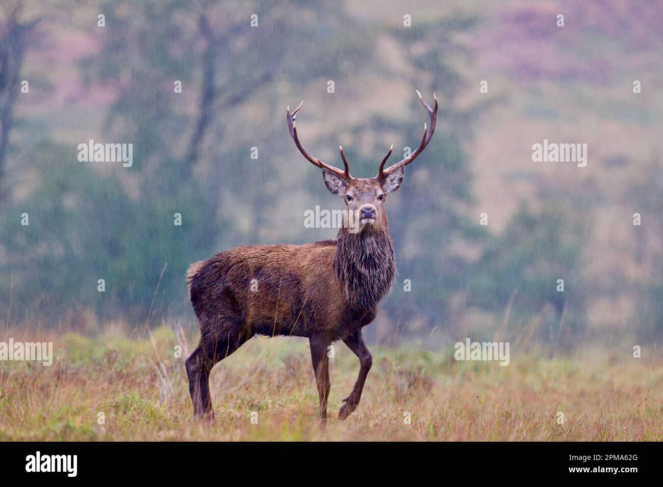 red deer in the scottish highlands Stock Photo - Alamy