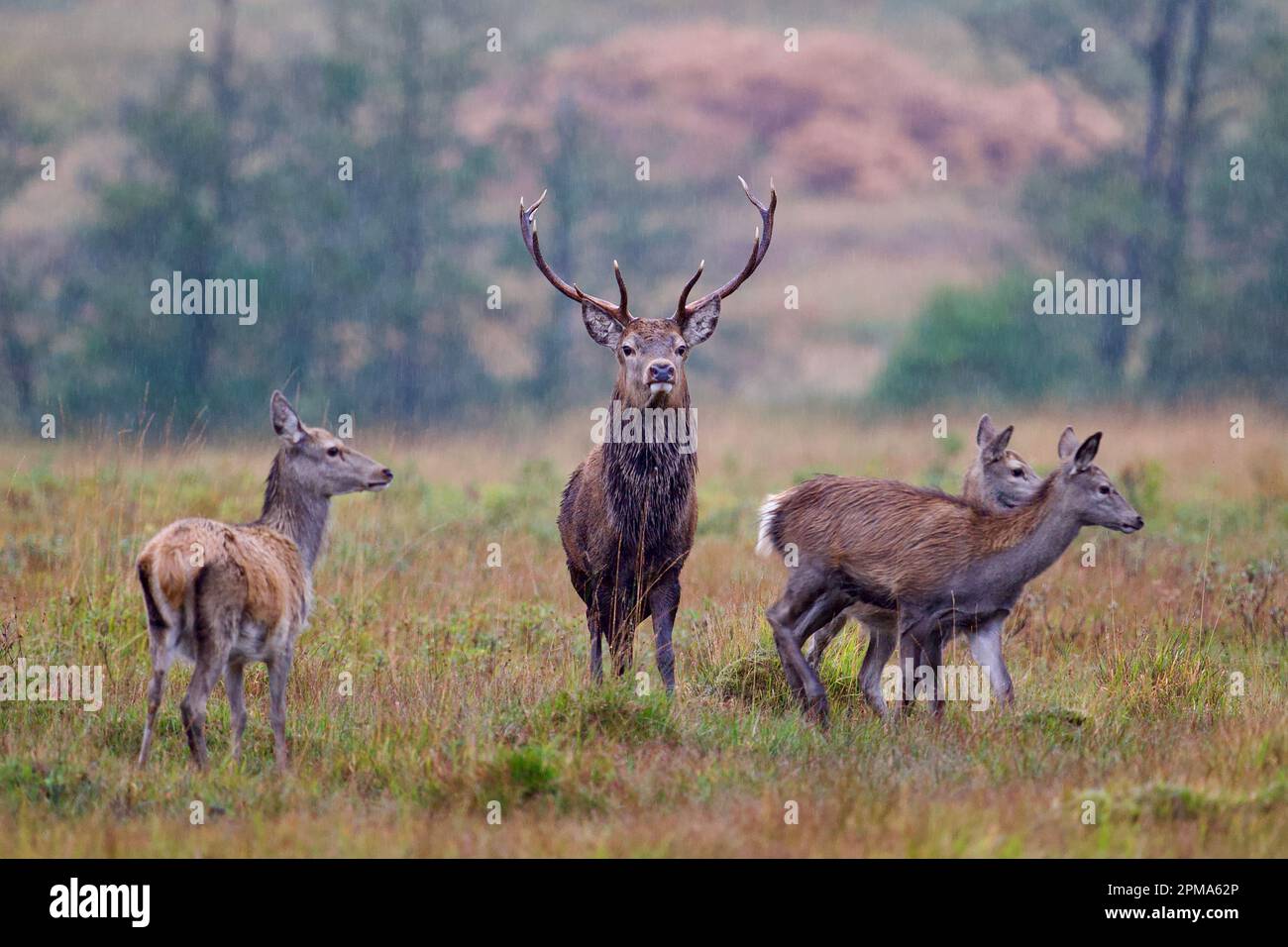 red deer in the scottish highlands Stock Photo - Alamy