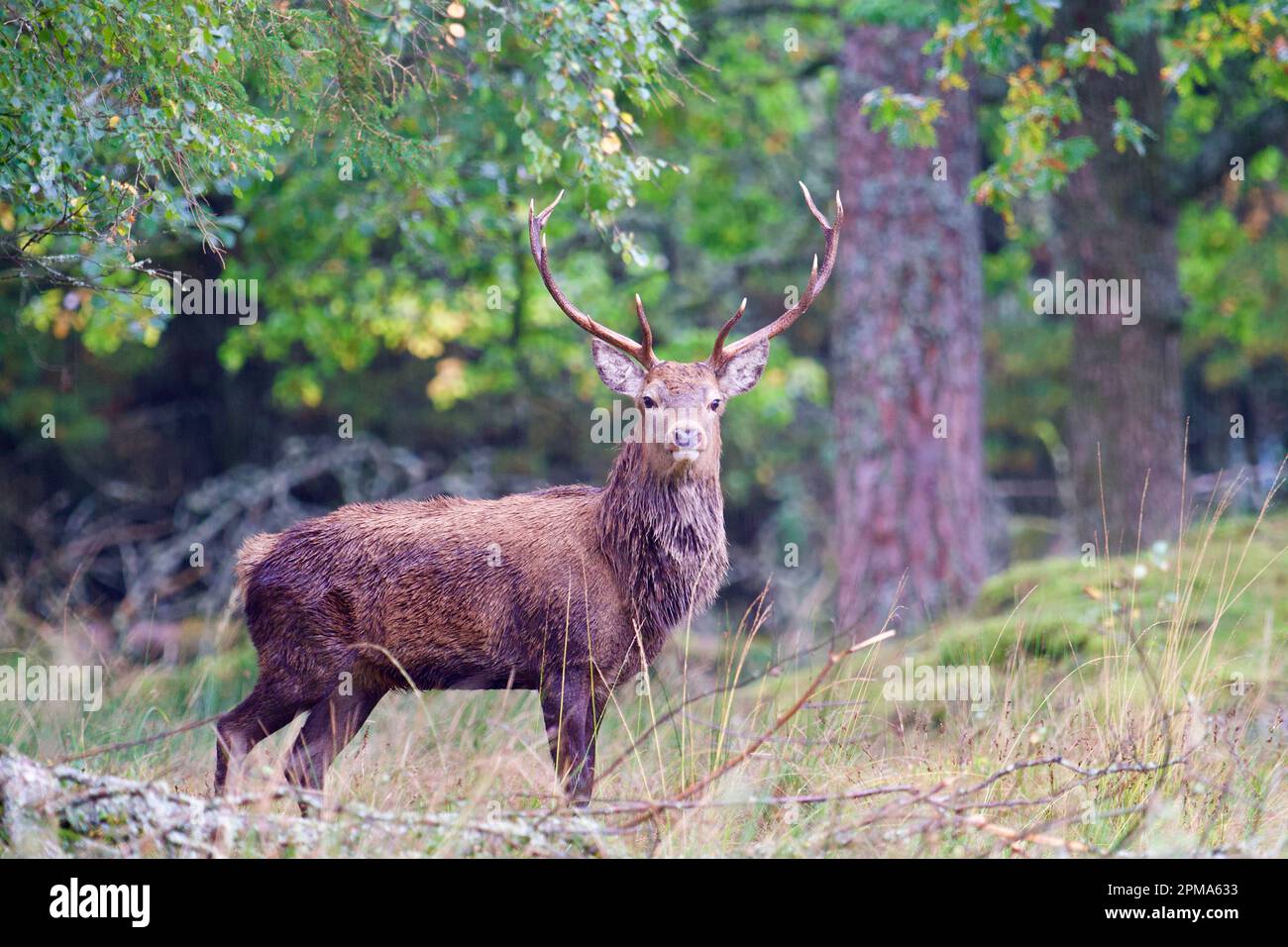 red deer in the scottish highlands Stock Photo - Alamy