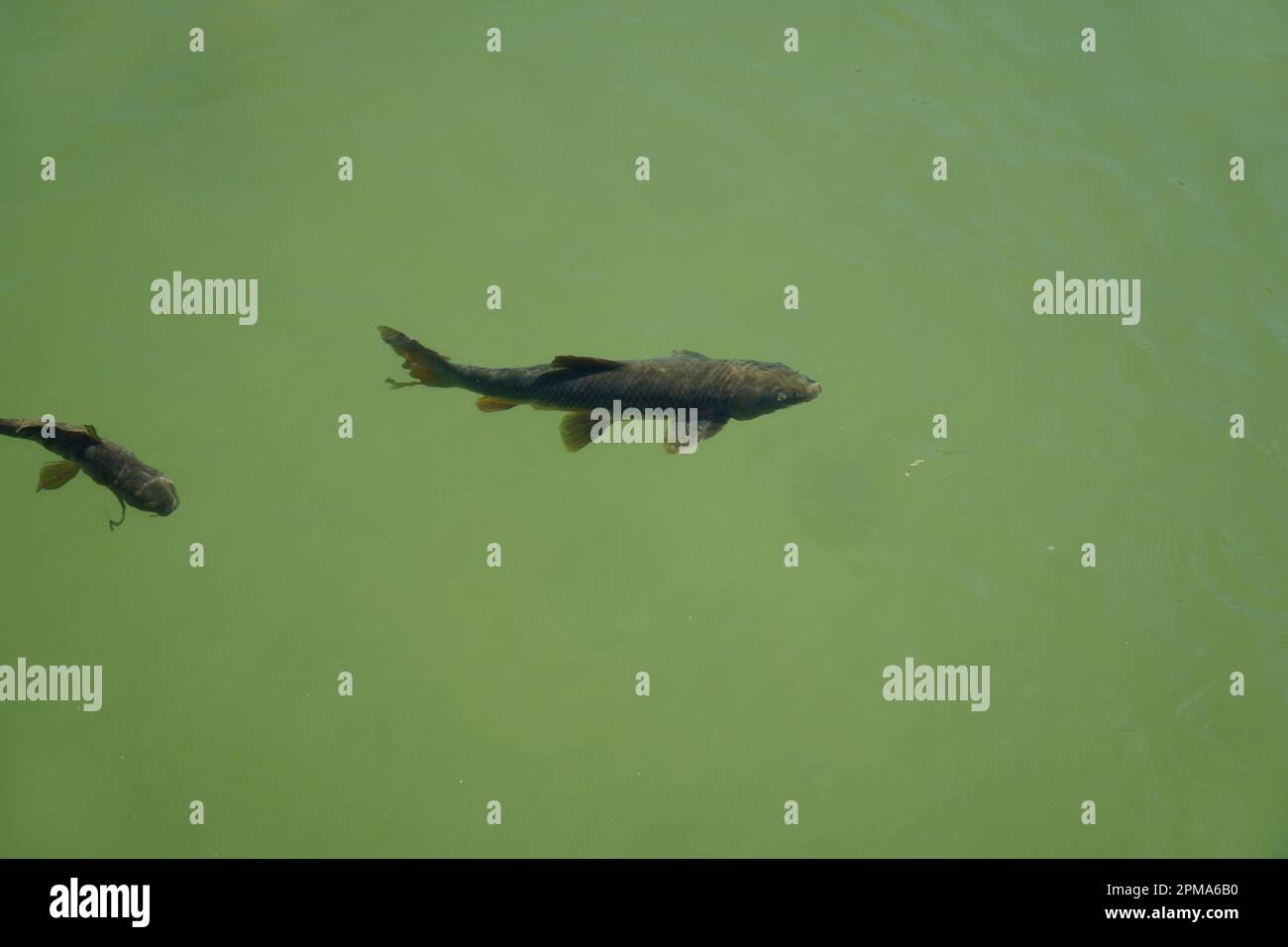 Freshwater fish above swimming hi-res stock photography and images - Alamy