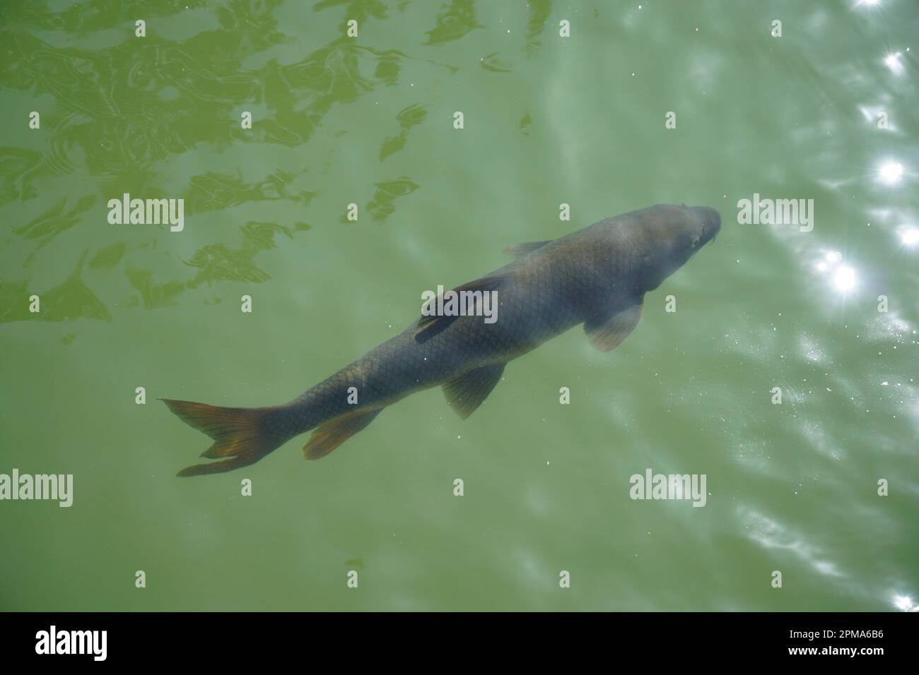 Single fish swimming in pond - view from above Stock Photo - Alamy