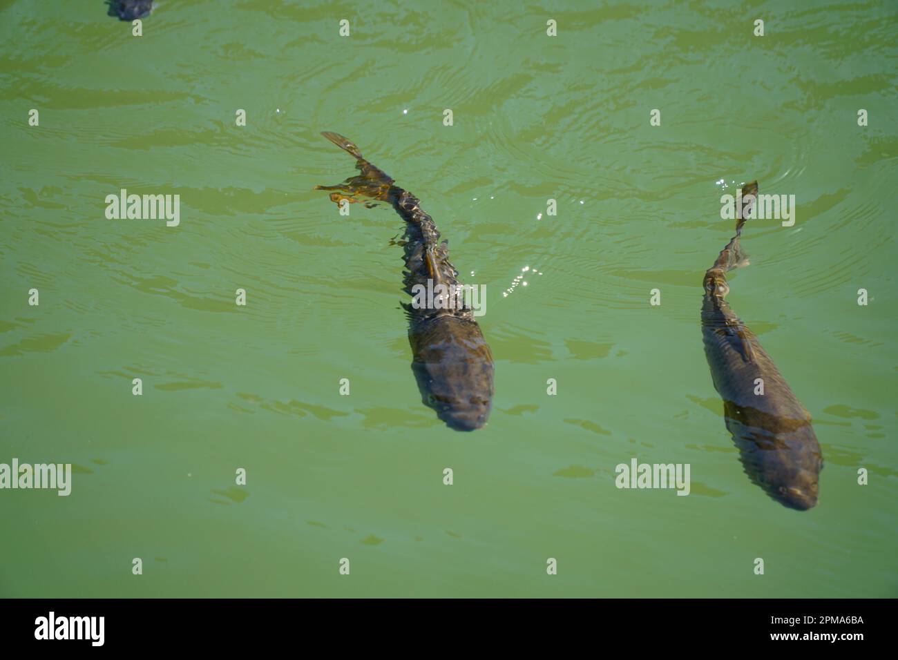 Two fish swimming in pond - view from above Stock Photo - Alamy