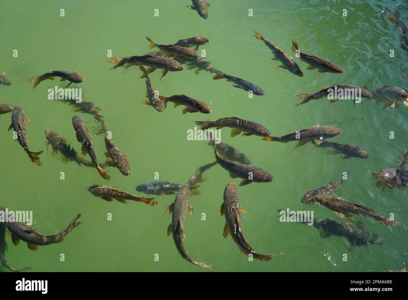 Crowd of fish swimming in pond - view from the above Stock Photo - Alamy