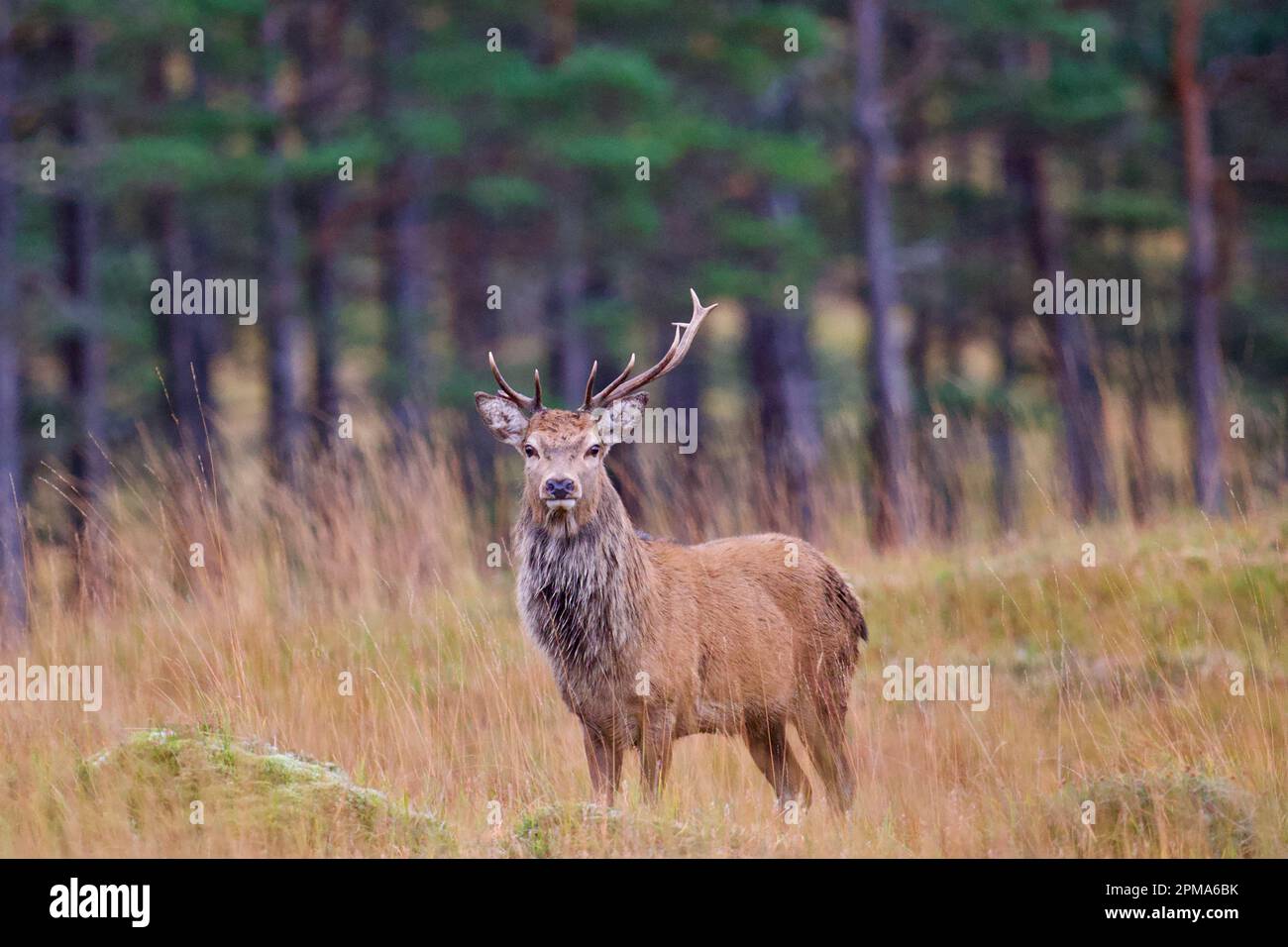 red deer in the scottish highlands Stock Photo - Alamy