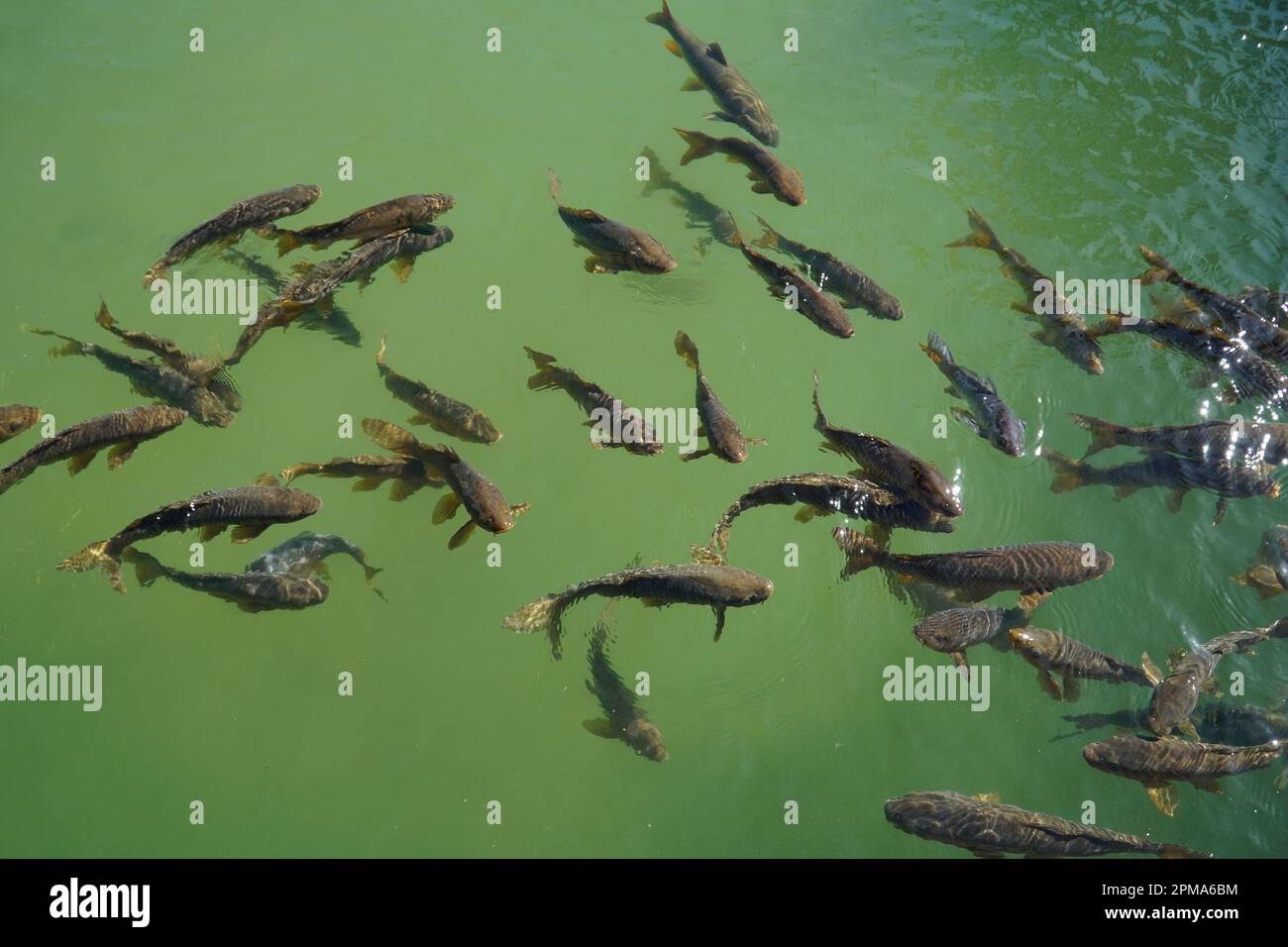 Crowd of fish swimming in pond - view from the above Stock Photo - Alamy