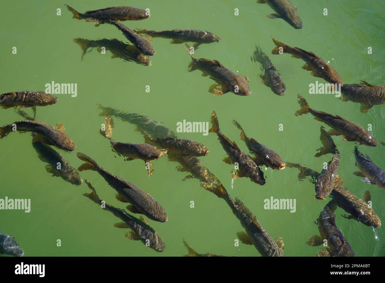 Crowd many freshwater fish hi-res stock photography and images - Alamy