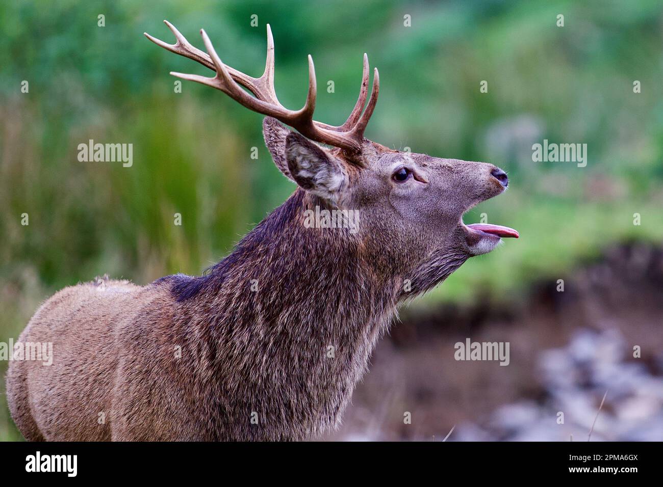 red deer in the scottish highlands Stock Photo - Alamy