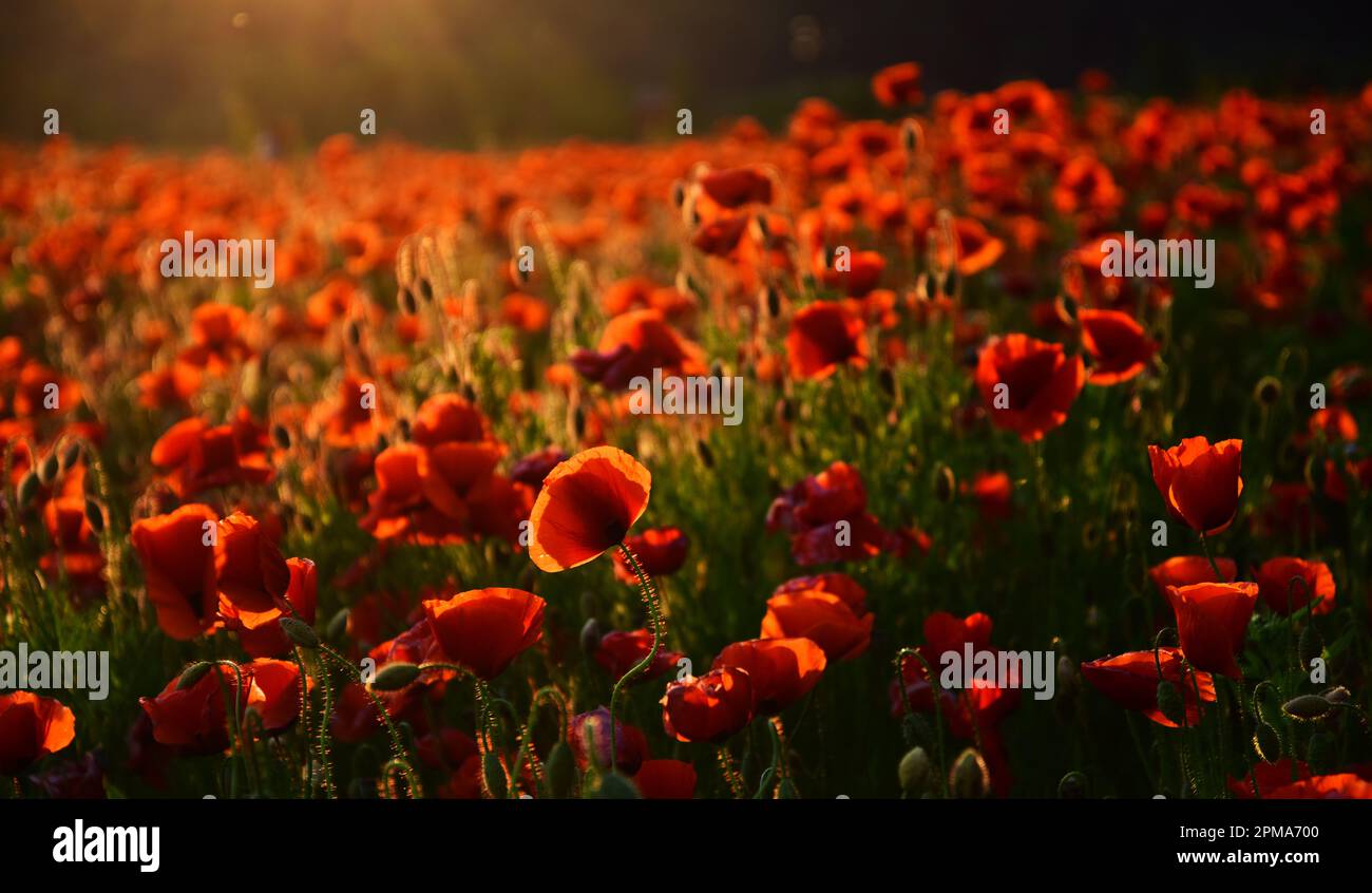 Dramatic Poppy flowers field. Anzac day banner. Anzac background. Poppy ...