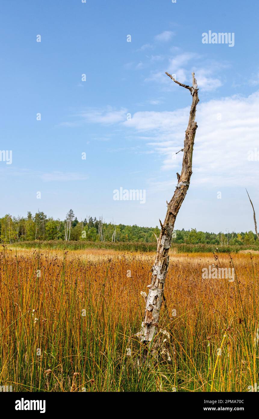 Lonely dry tree hi-res stock photography and images - Alamy