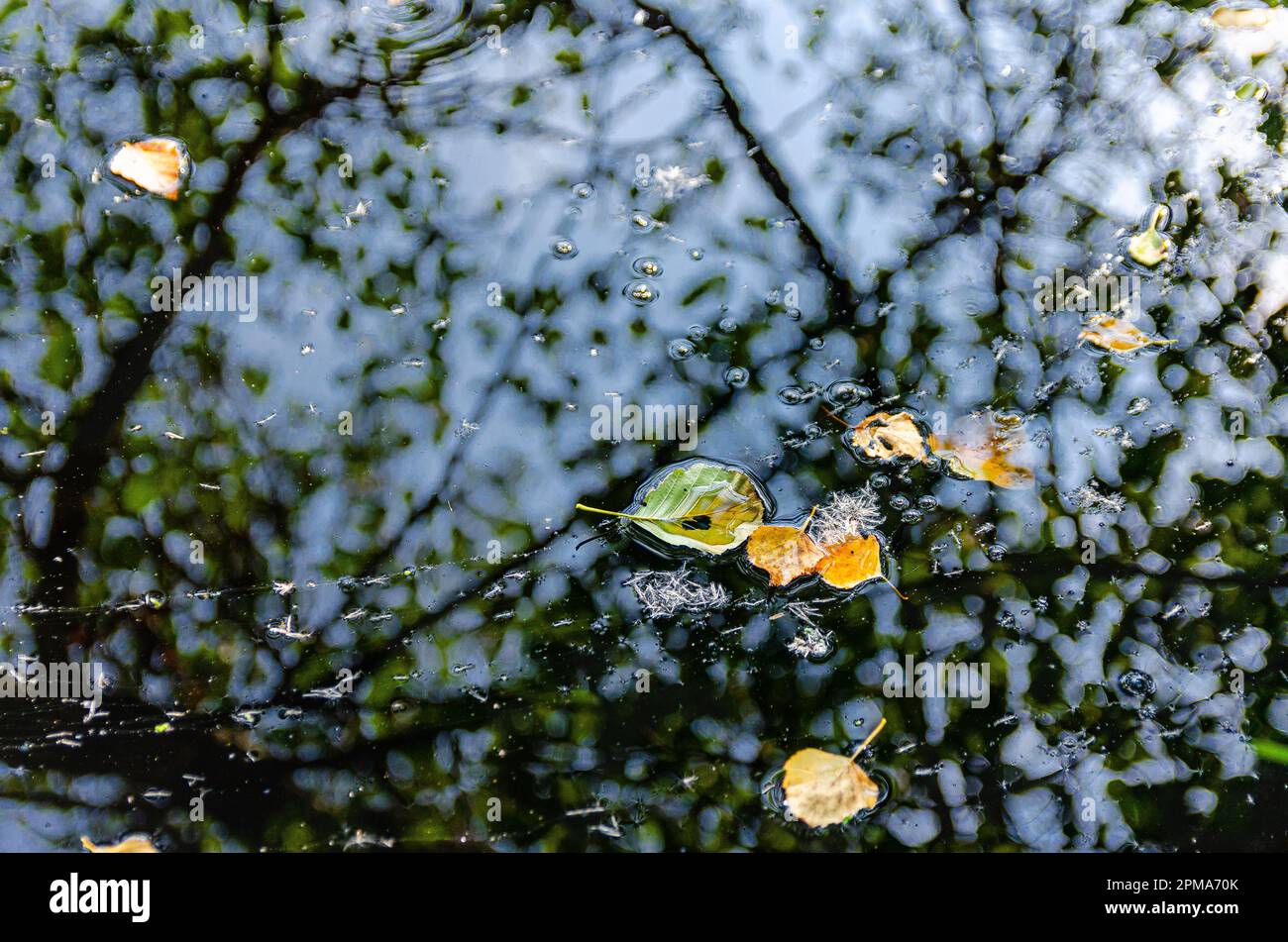 Reflection of trees in a lake with leaves fallen into it. Beautiful ...