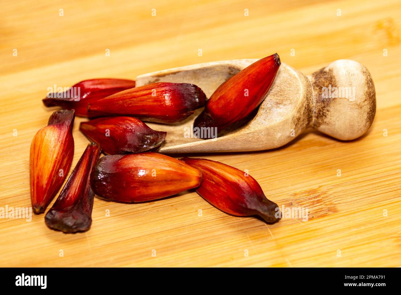 Typic Pine nuts of the Paraná pine (Araucaria angustifolia). Pinhão ...