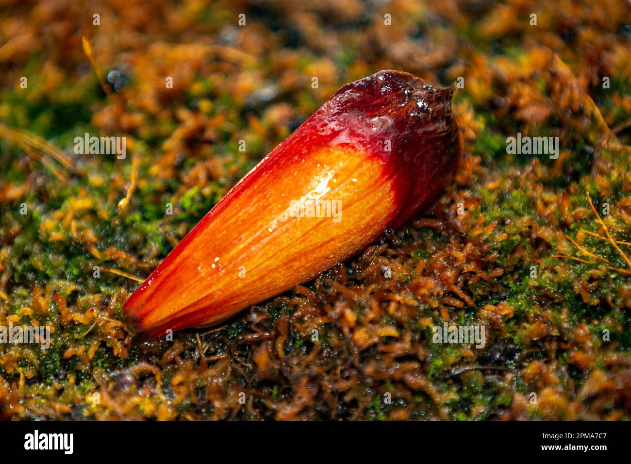 Typic Pine nuts of the Paraná pine (Araucaria angustifolia). Pinhão ...