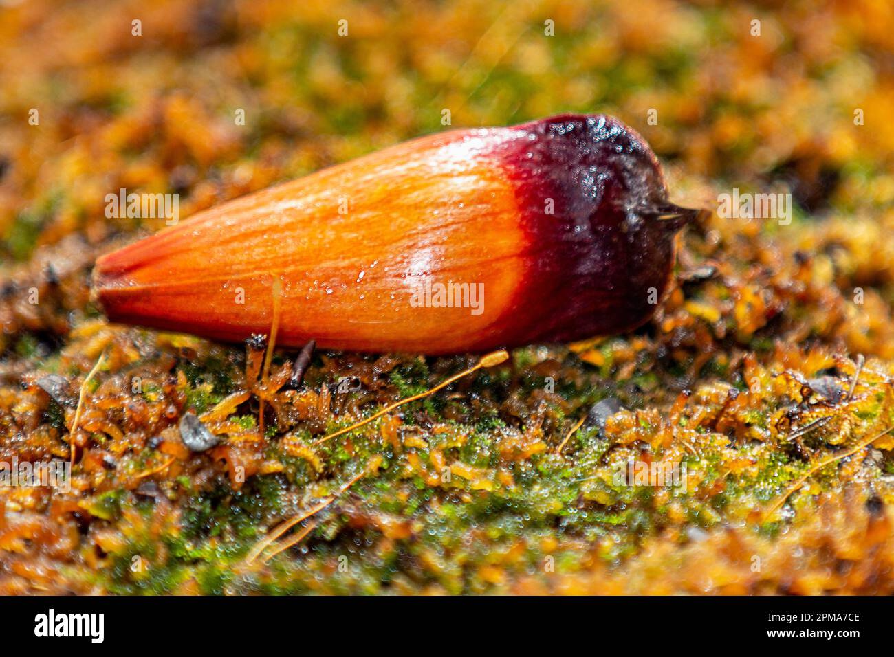 Typic Pine nuts of the Paraná pine (Araucaria angustifolia). Pinhão ...