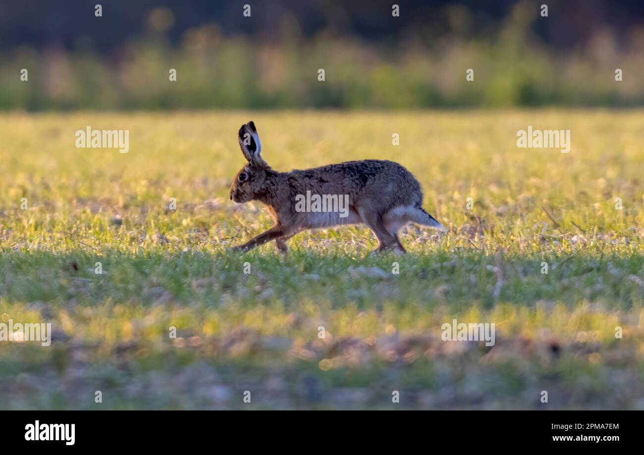 Hares running around chasing each other Stock Photo - Alamy