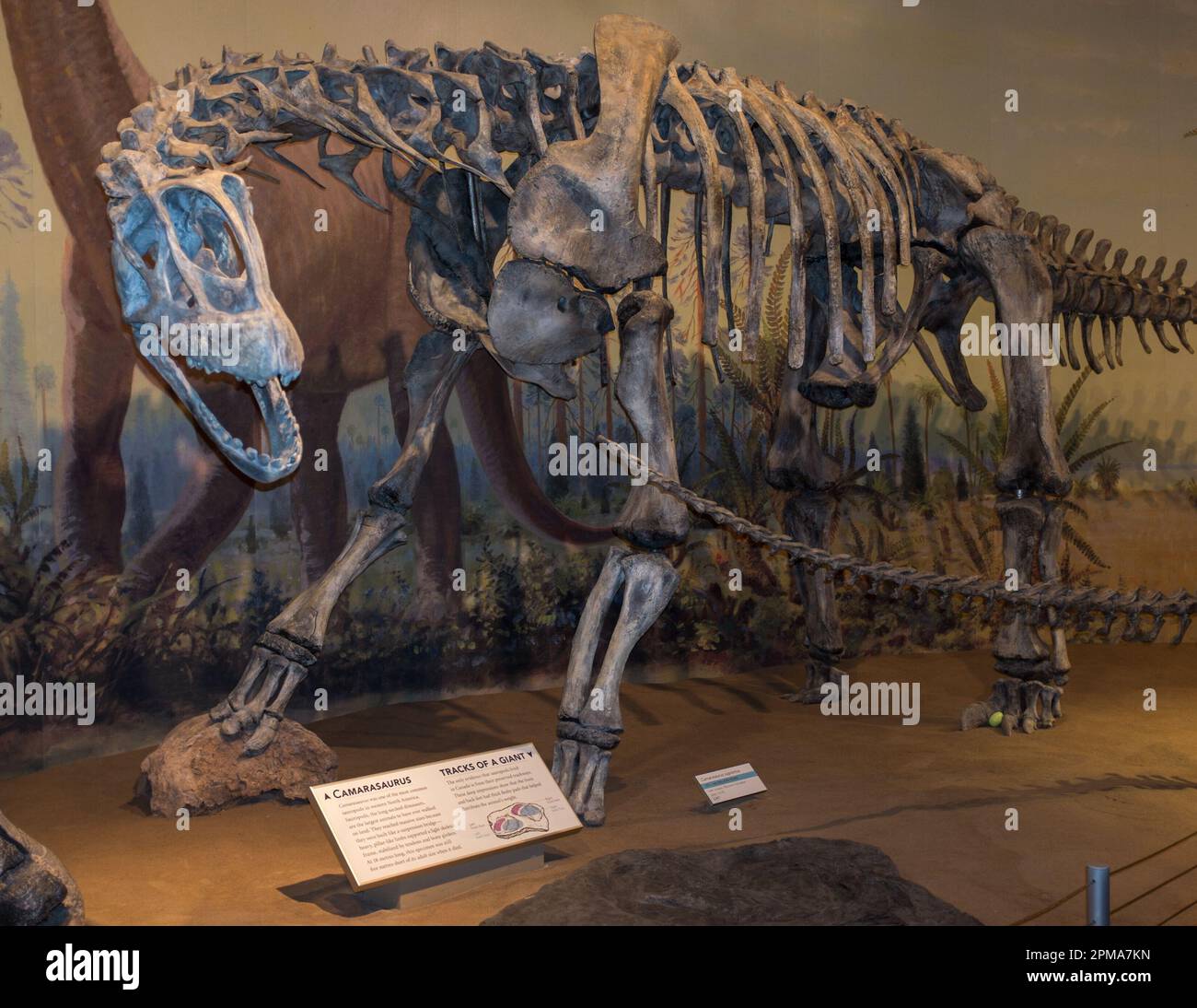 Camarasaurus Skeleton