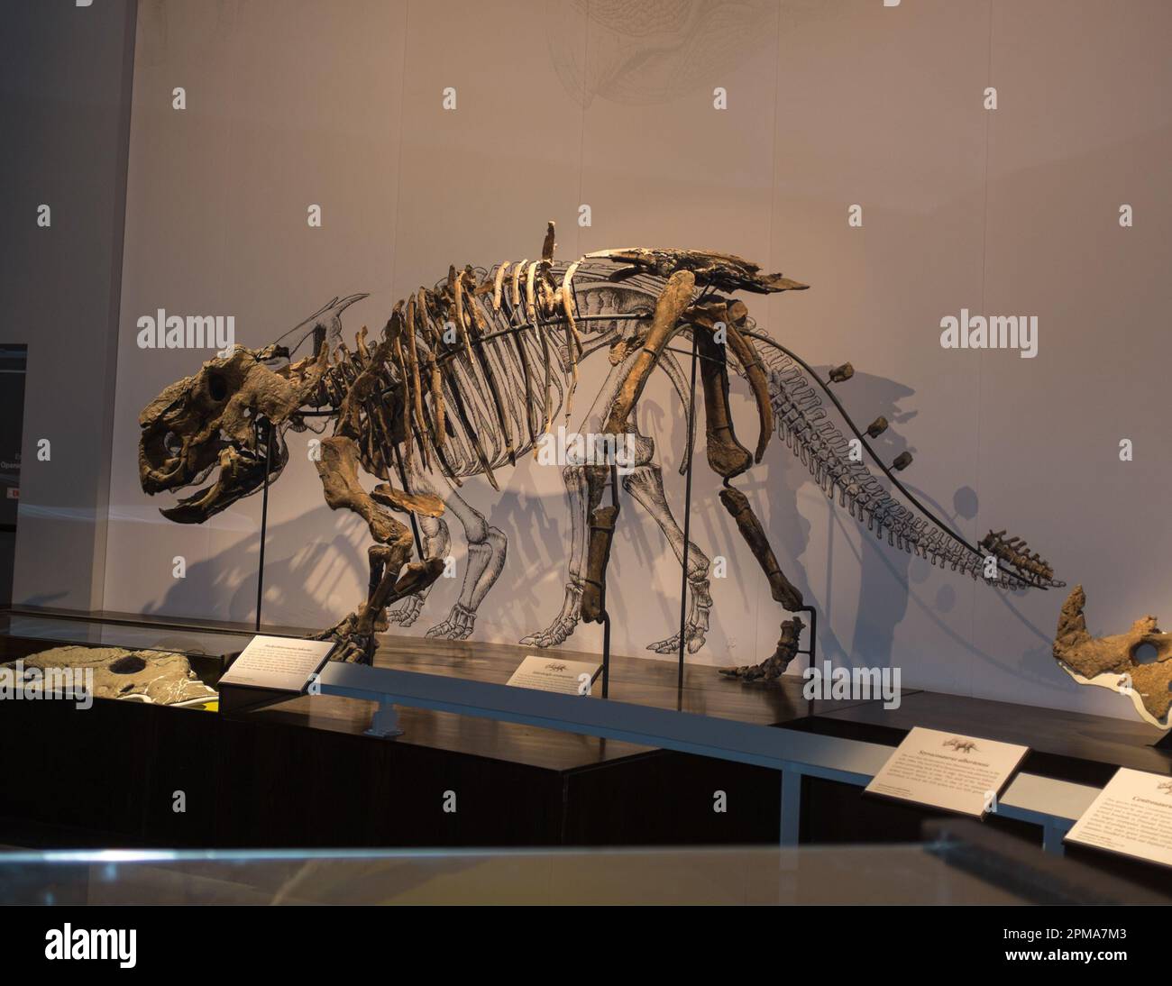 Esqueleto De Pachyrhinosaurus Mammoth, 'very Strange Looking' Dinosaur