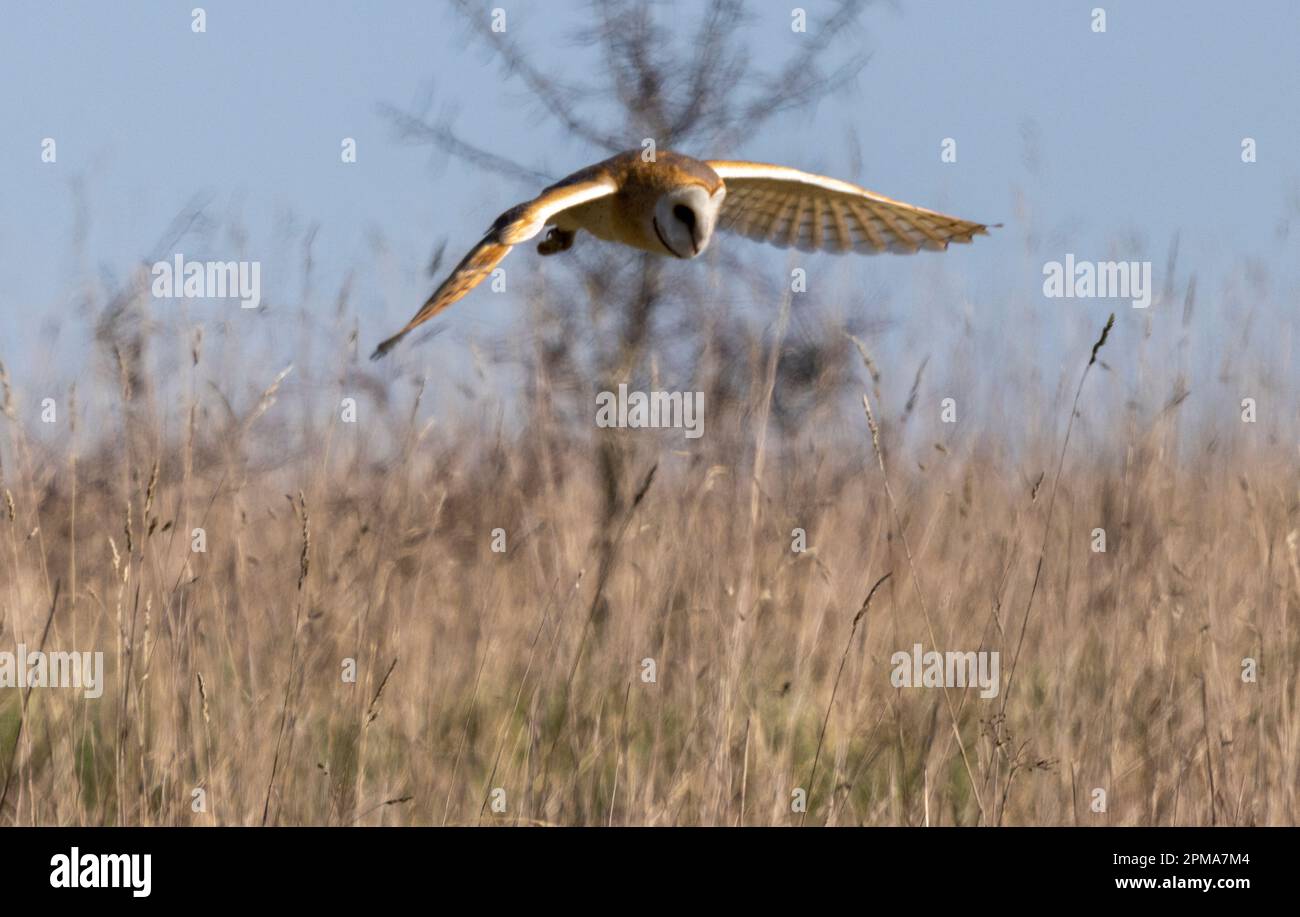 Barn owl flying around looking for a vole for lunch Stock Photo - Alamy