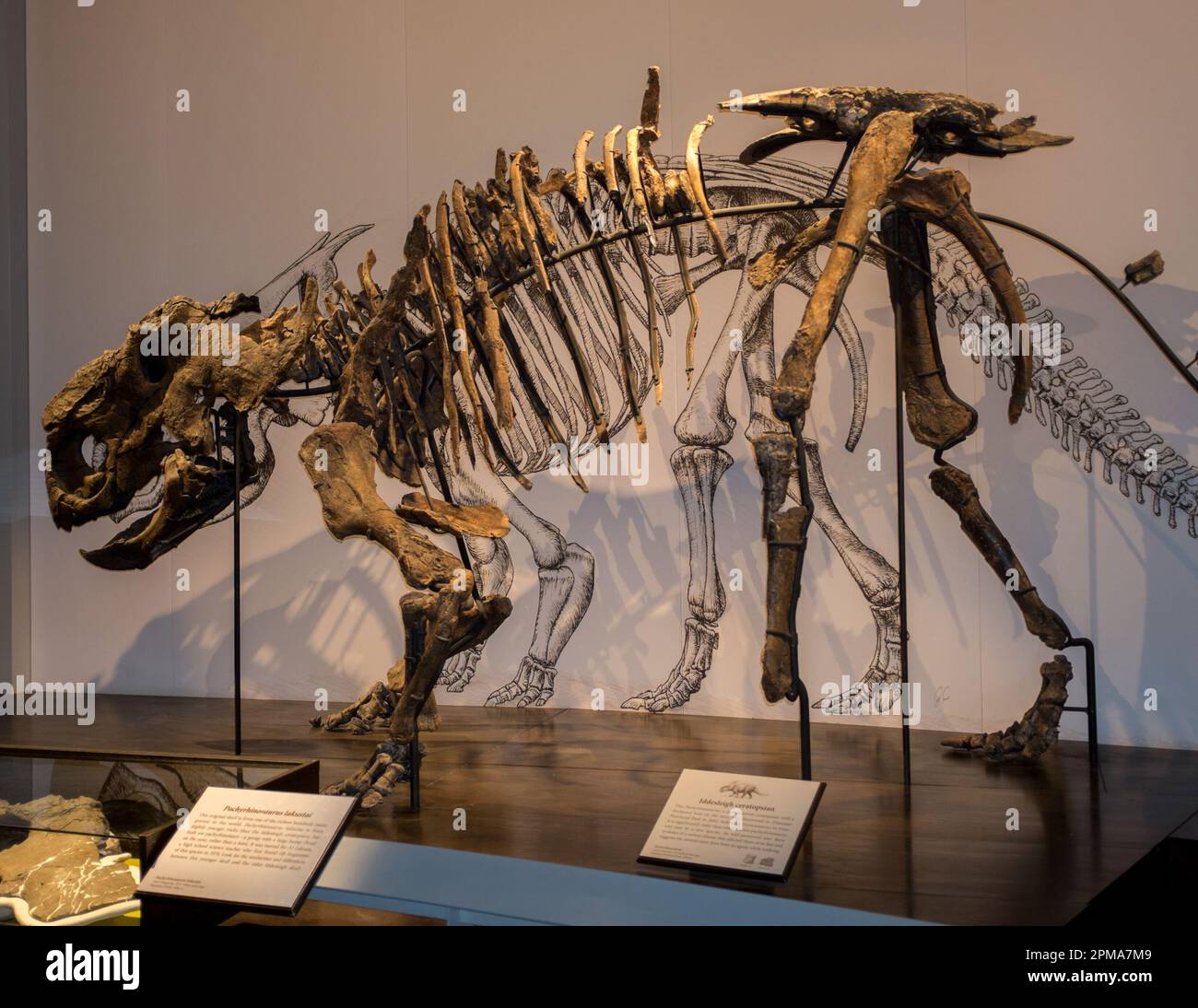 The skeletal frame of a Pachyrhinosaurus at the Royal Tyrrell Museum in ...