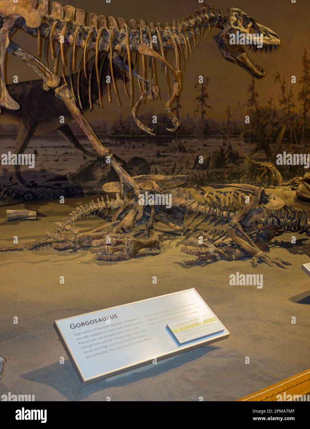 The skeletal frame of a Gorgosaurus at the Royal Tyrrell Museum in ...