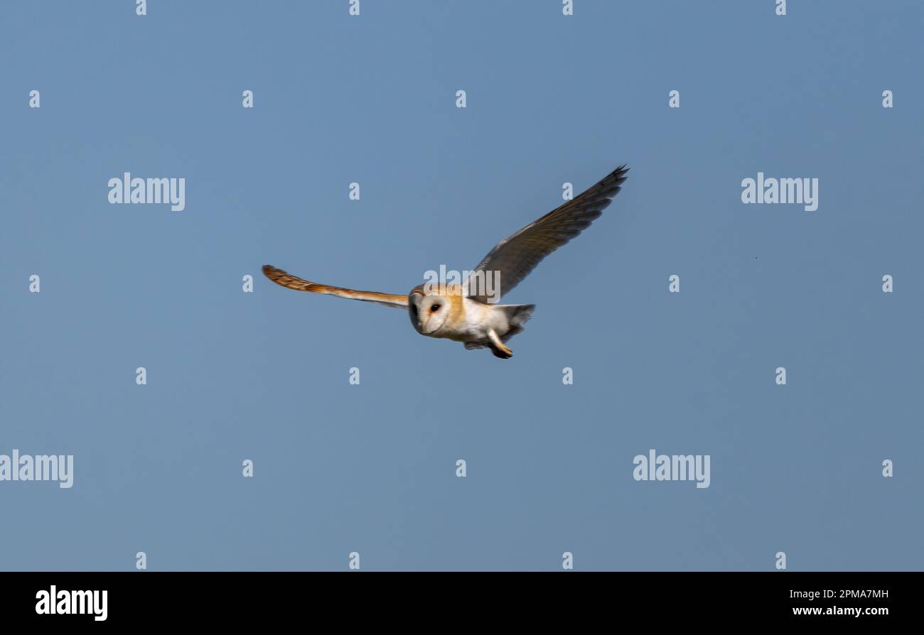 Barn owl flying with mouse in the beak hi-res stock photography and ...