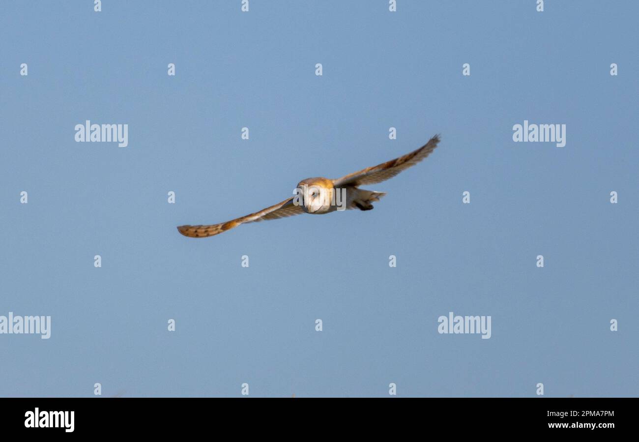 Barn owl flying with mouse in the beak hi-res stock photography and ...