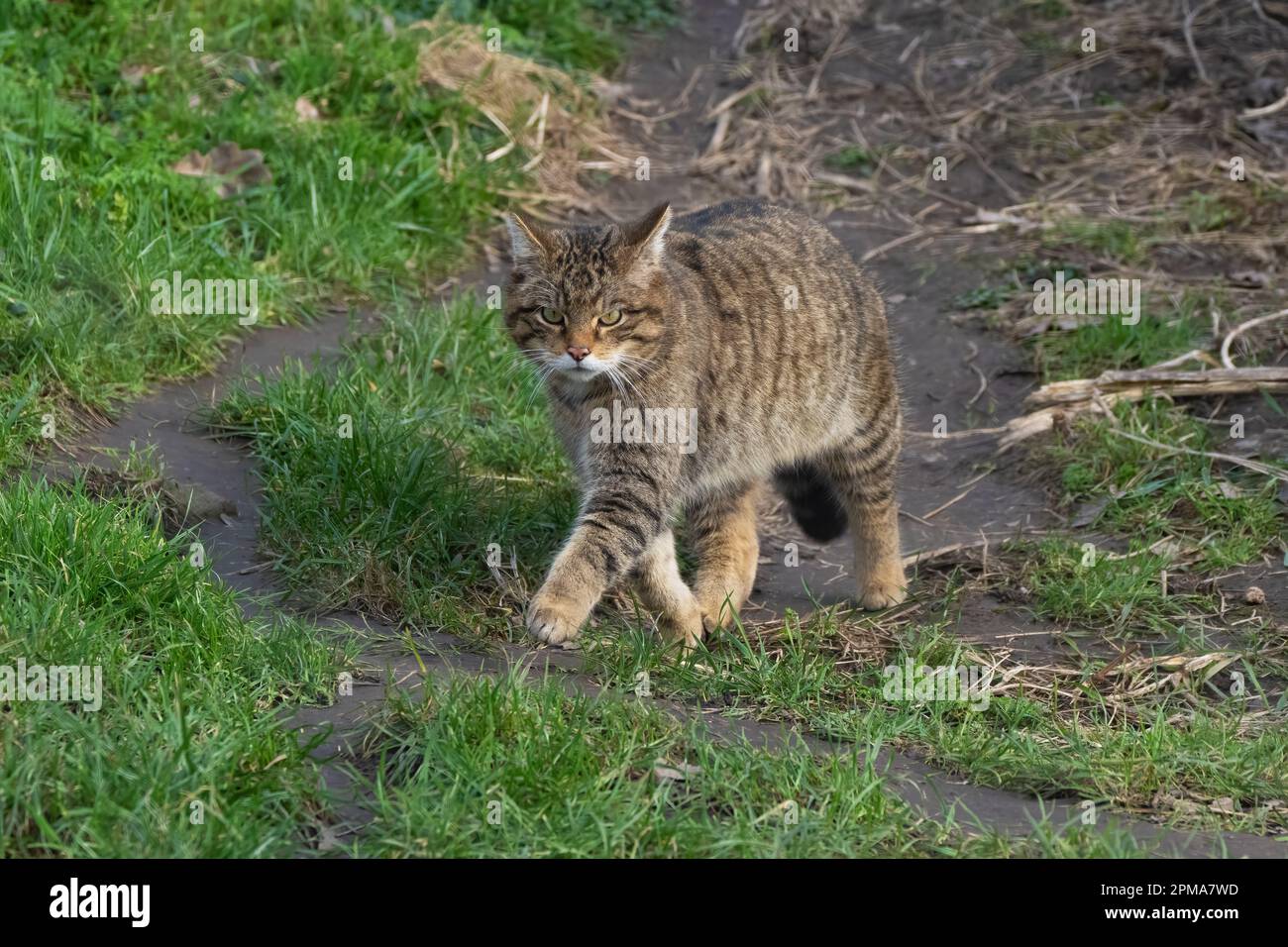 Scottish wildcat-Felis silvestris silvestris Stock Photo - Alamy