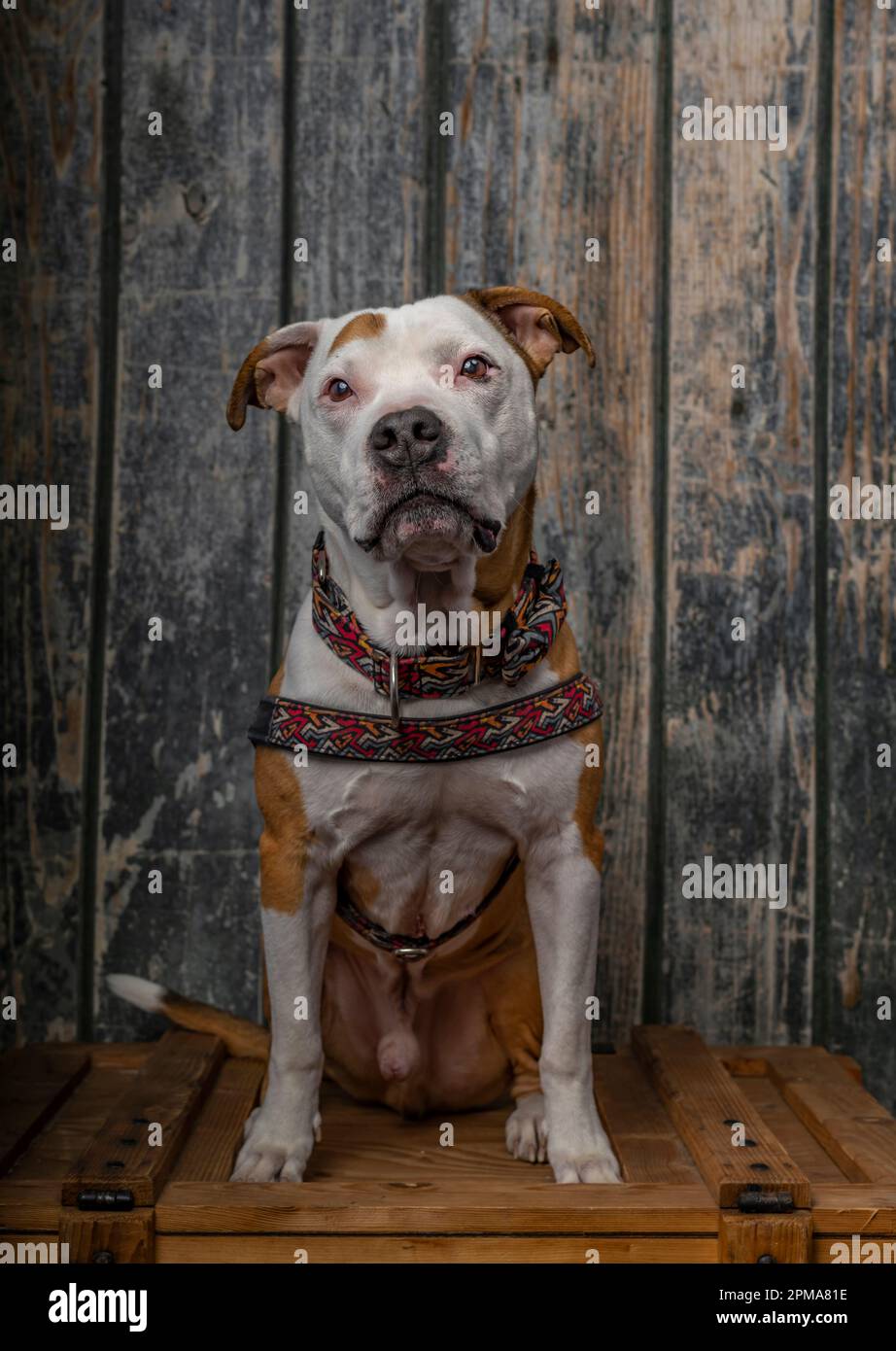 Adult pit bull hi-res stock photography and images - Alamy