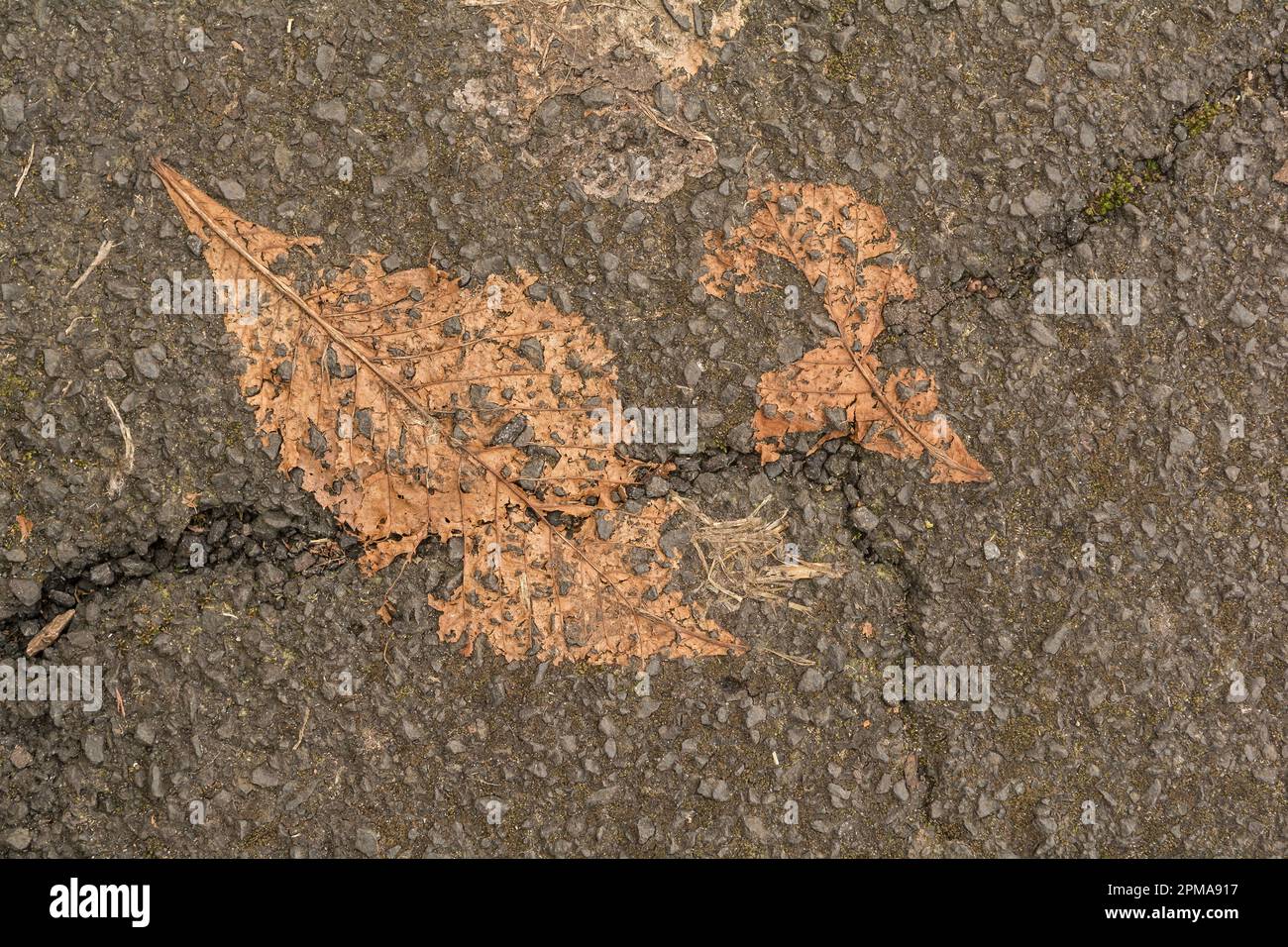 Leaf texture imprinted on to stone Stock Photo - Alamy