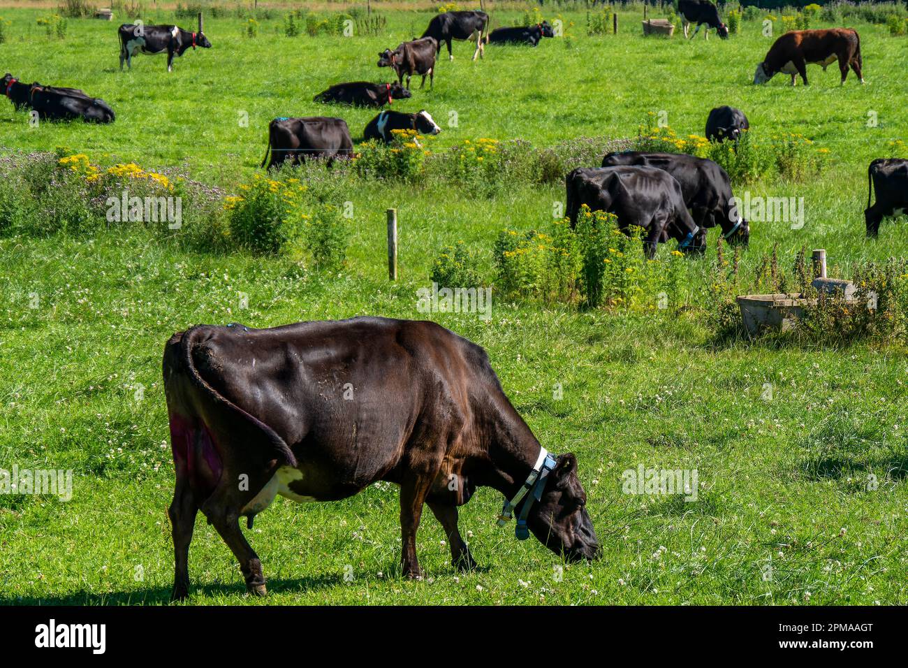 A cow eats grass in a field. Irish farm. Agricultural landscape. Cattle ...