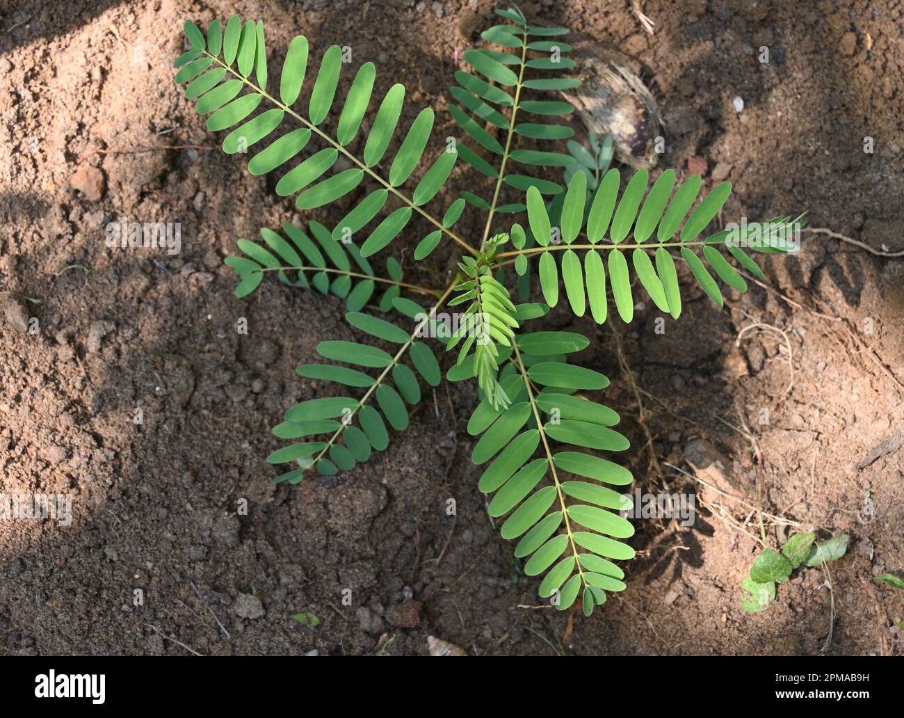 Overhead view of a newly planted Vegetable Hummingbird plant (Sesbania ...
