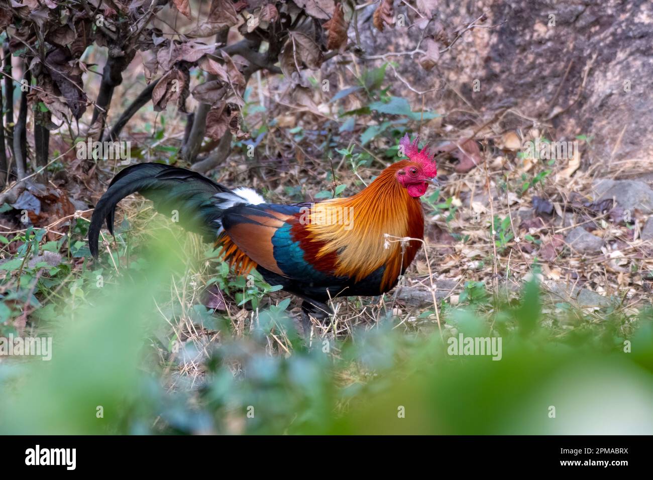 Red junglefowl (Gallus gallus) observed in Rongtong in West Bengal ...