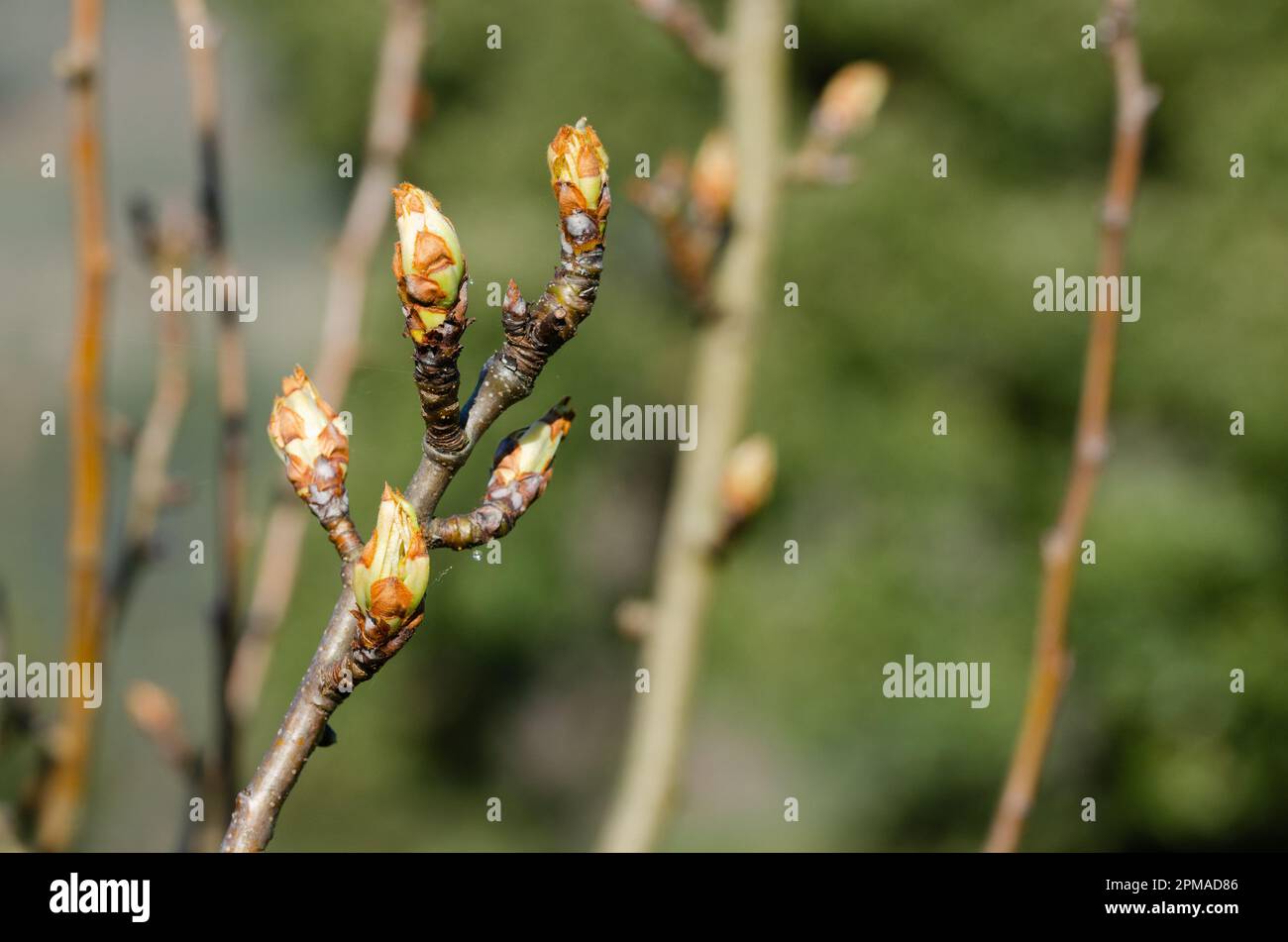 Pear tree branch with buds sprouting with the background out of focus ...