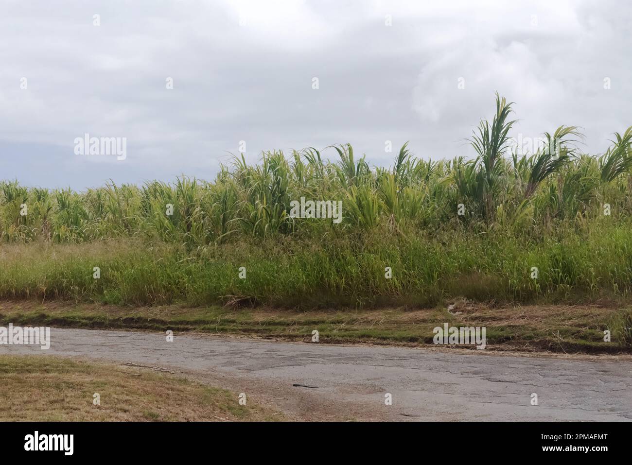 Sugar cane plantation , Barbados, Caribbean Stock Photo - Alamy