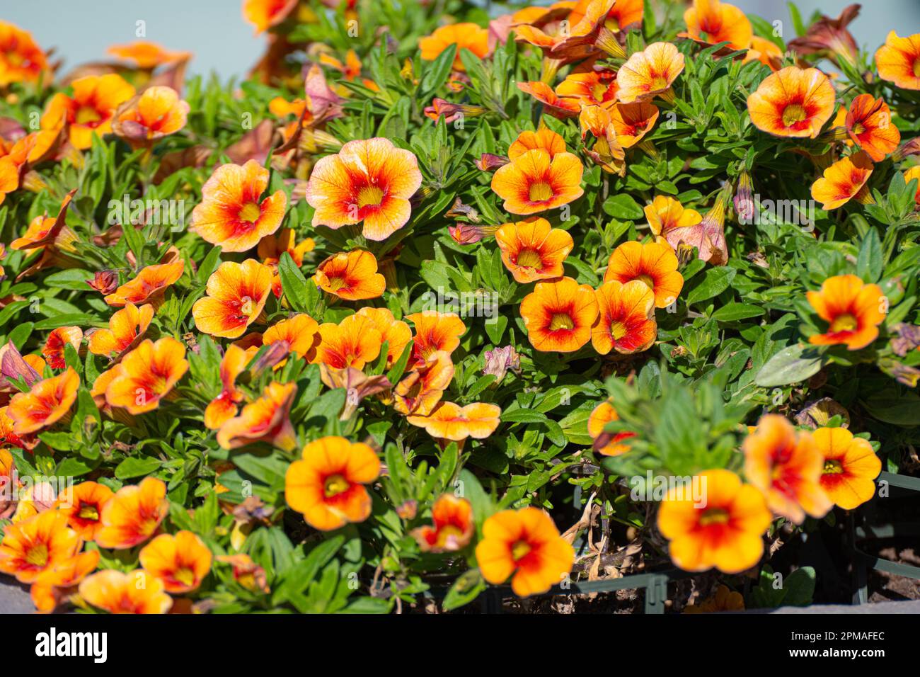 Flowers of Calibrachoa in a garden Stock Photo - Alamy
