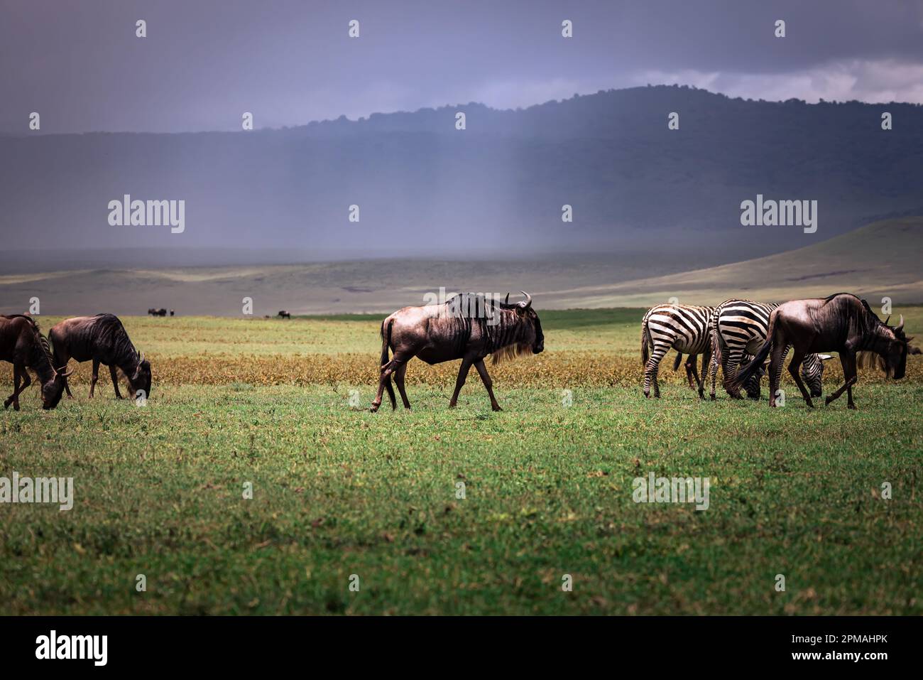 A herd of wild wildebeest, gnus, and zebras in the savannah in the ...