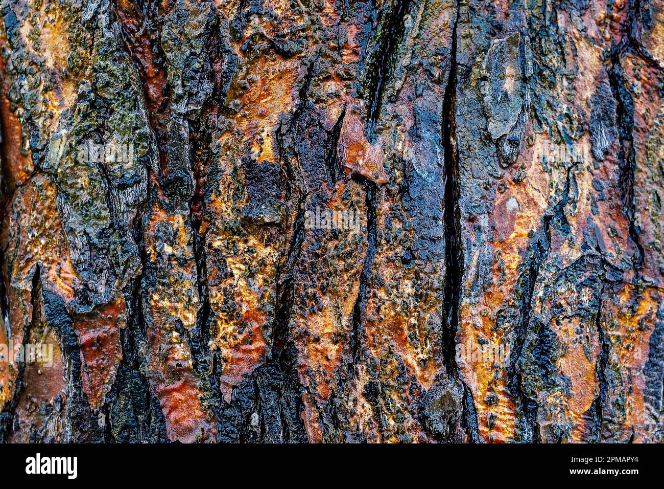 Abstract color image. Wet bark old apple tree Stock Photo - Alamy
