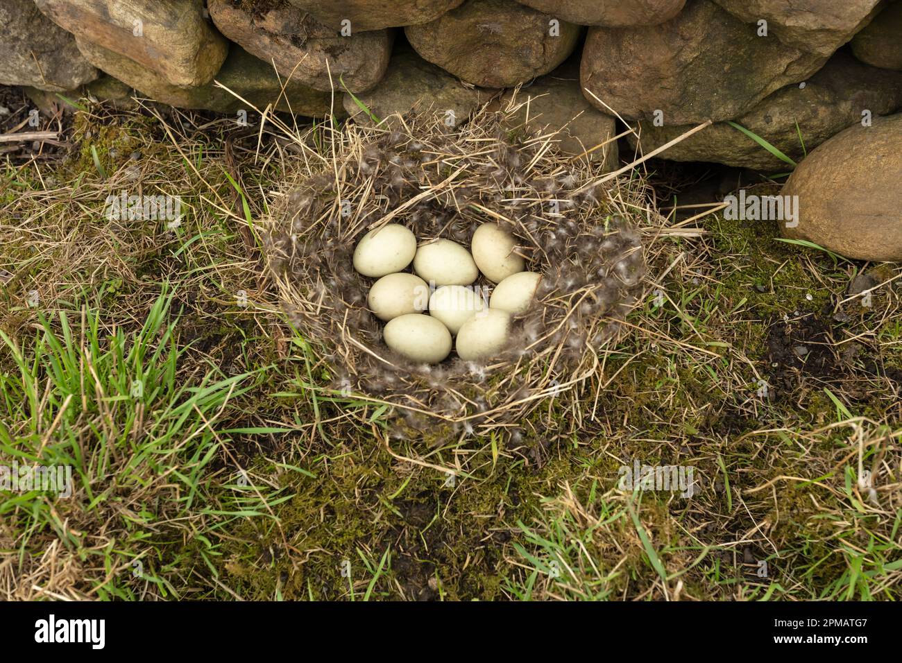 Mallard Duck nest lined with dry grass and down feathers and filled ...
