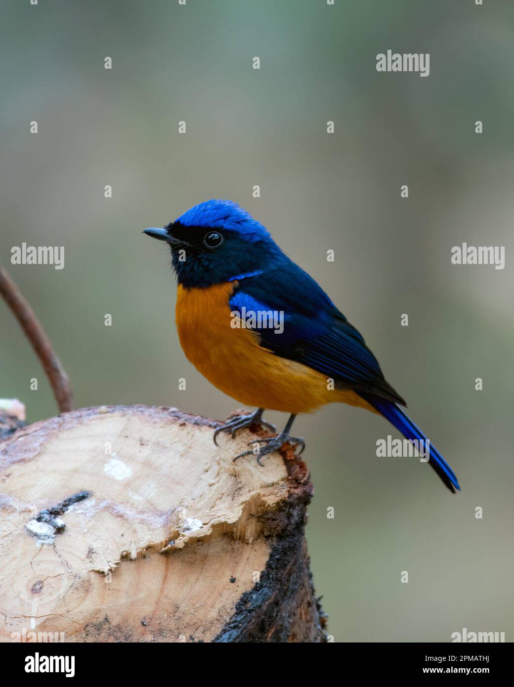Rufous-bellied niltava (Niltava sundara) observed in Rongtong in West ...