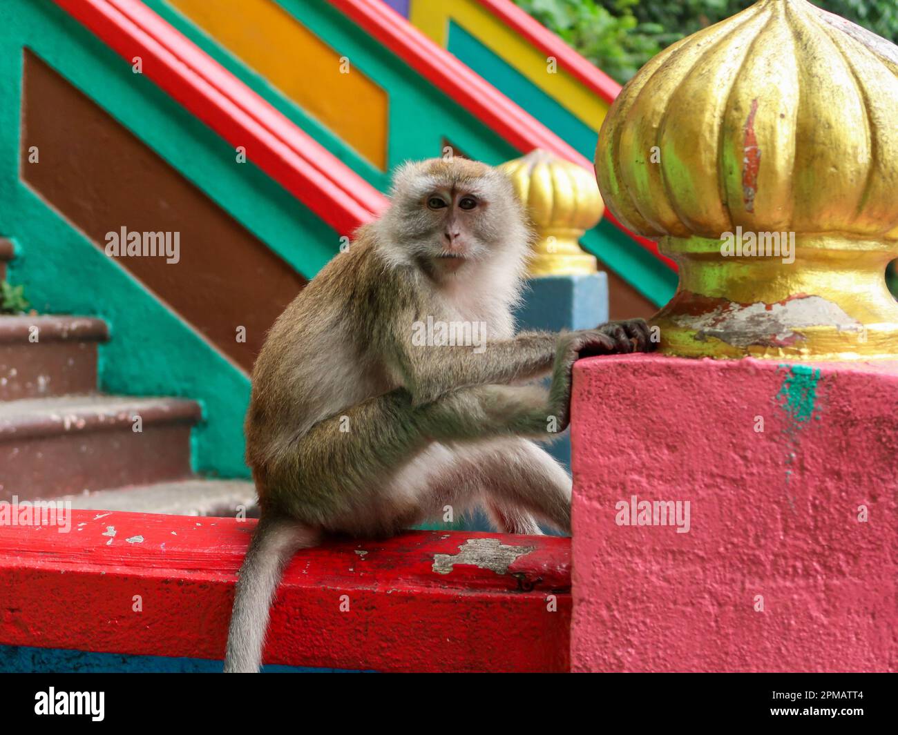 Monkey sitting at Batu Cave, hindu temple in Kuala Lumpur, Malaysia ...