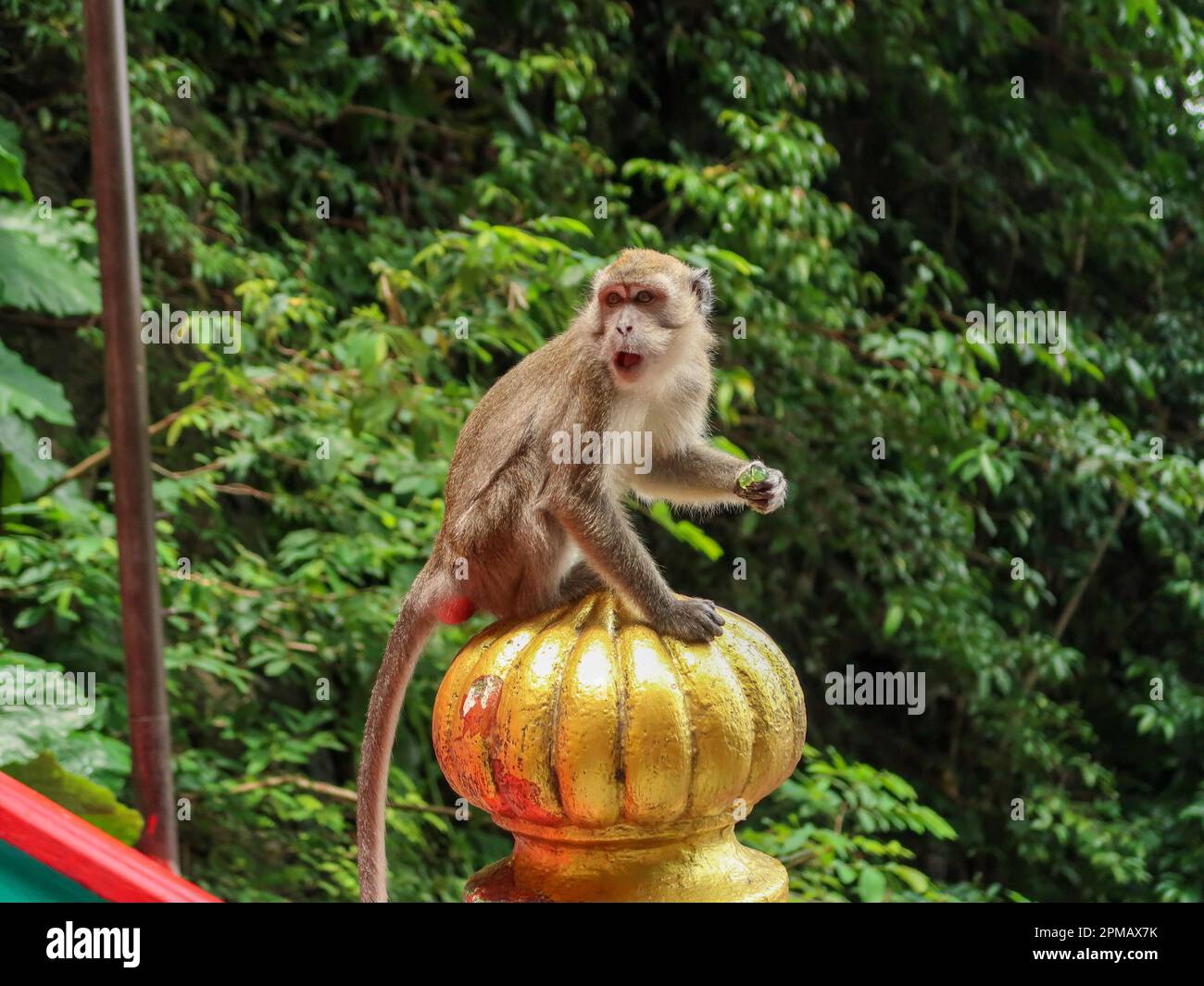 Monkey sitting at Batu Cave, hindu temple in Kuala Lumpur, Malaysia ...