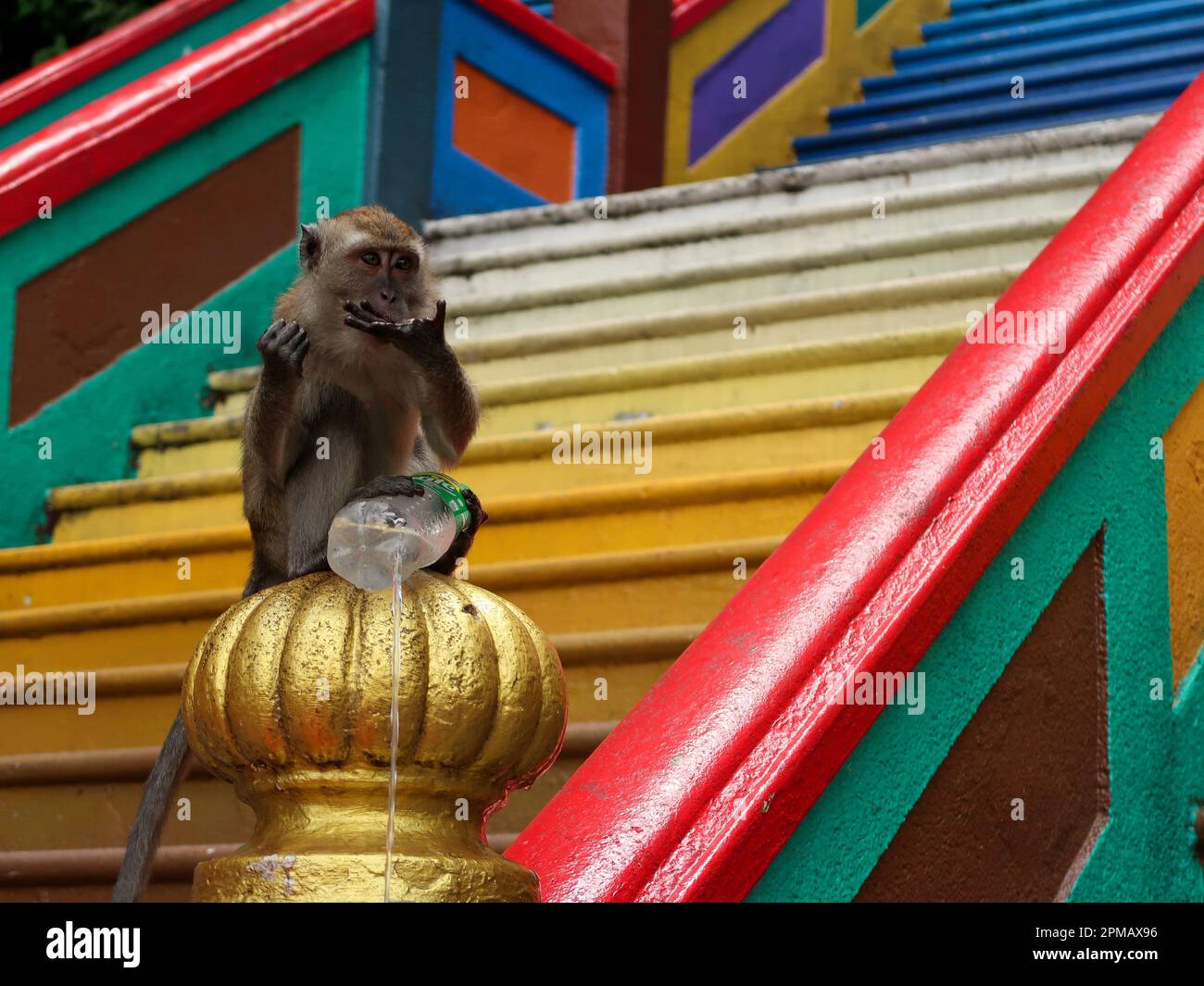 Monkey sitting at Batu Cave, hindu temple in Kuala Lumpur, Malaysia ...