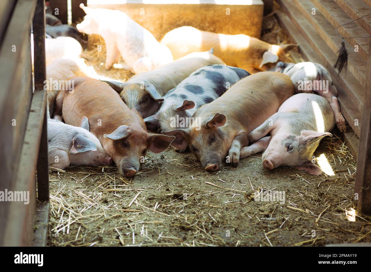 Portrait of a group of pigs on the farm lying down sleeping. Normal day ...