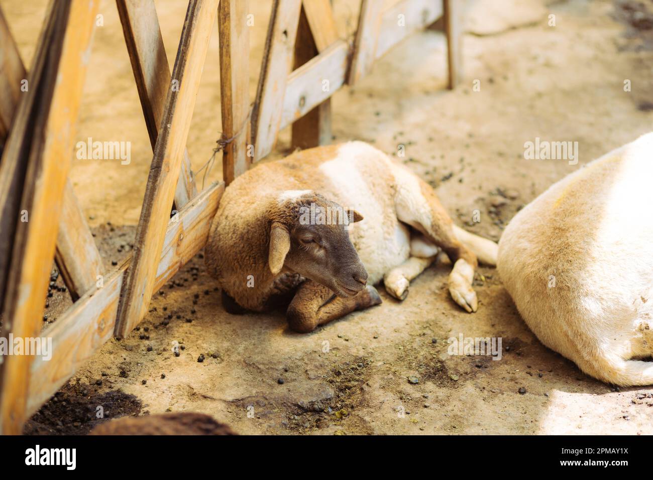 Lying goat farm animals hi-res stock photography and images - Alamy
