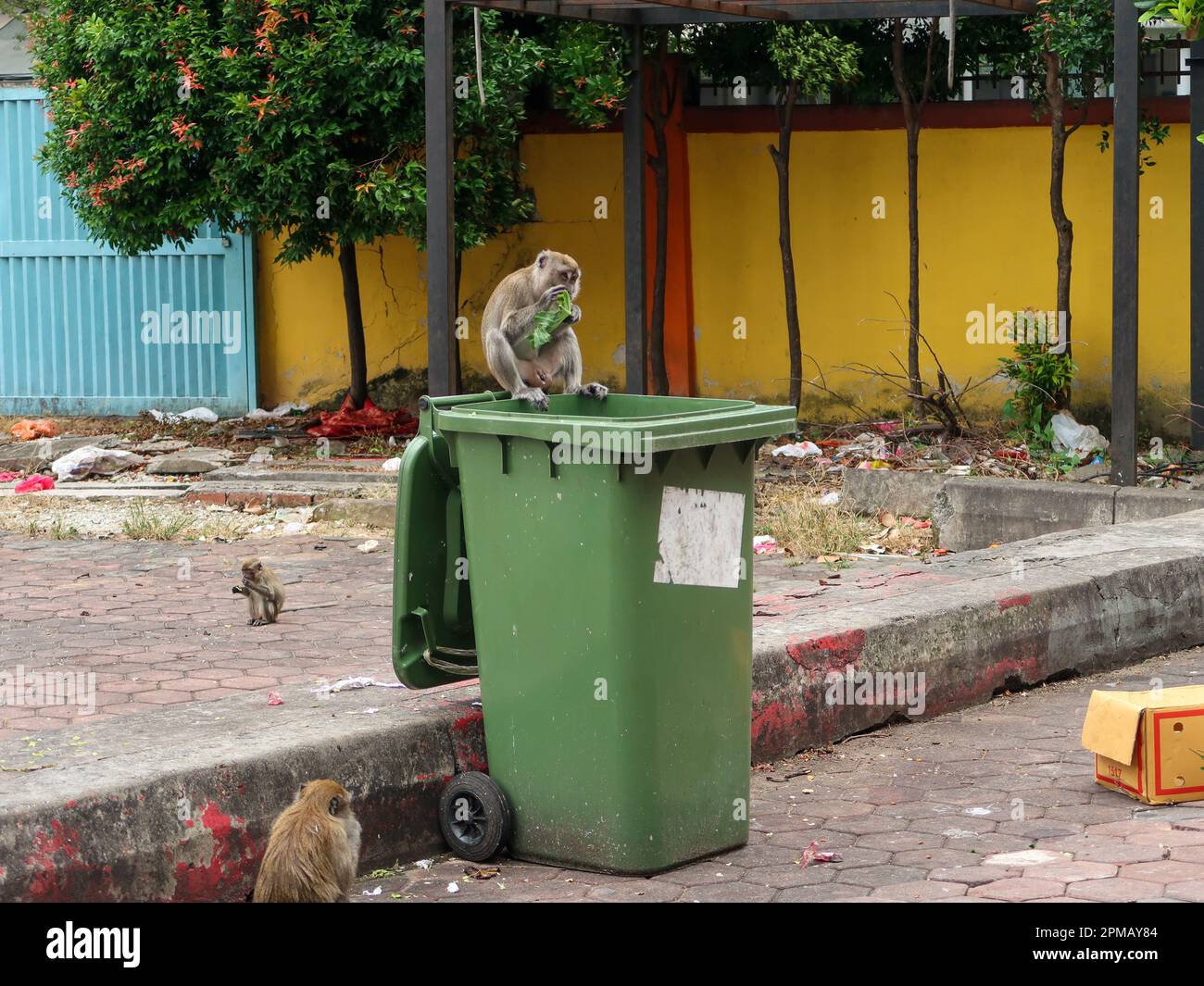 Monkey sitting at Batu Cave, hindu temple in Kuala Lumpur, Malaysia ...