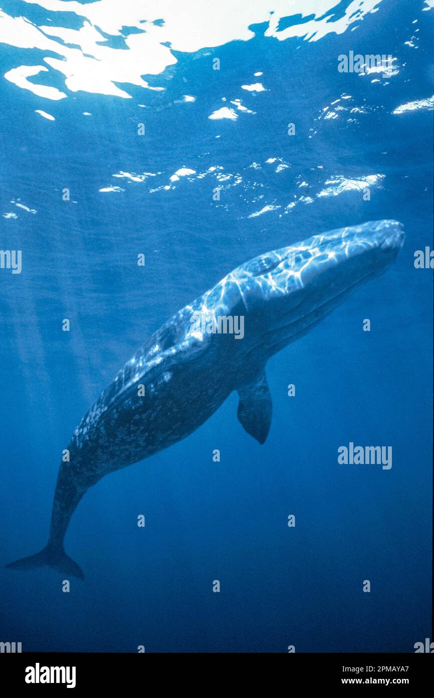 gray whale juvenile Eschrichtius robustus California, East Pacific ...
